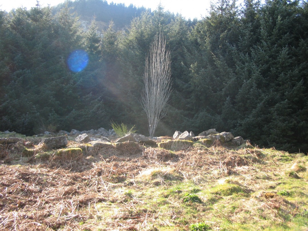 Fortingall yew tree | Sacred Connections